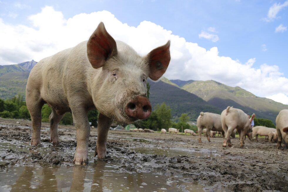Raising Our Kids as Pigs | CoffeeTime with Andy & Renie Bowman